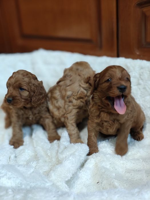 Cockapoo. Chłopczyk Ułan. Hybryda. Cocker spaniel angielski/Pudel mini Poręba • OLX.pl