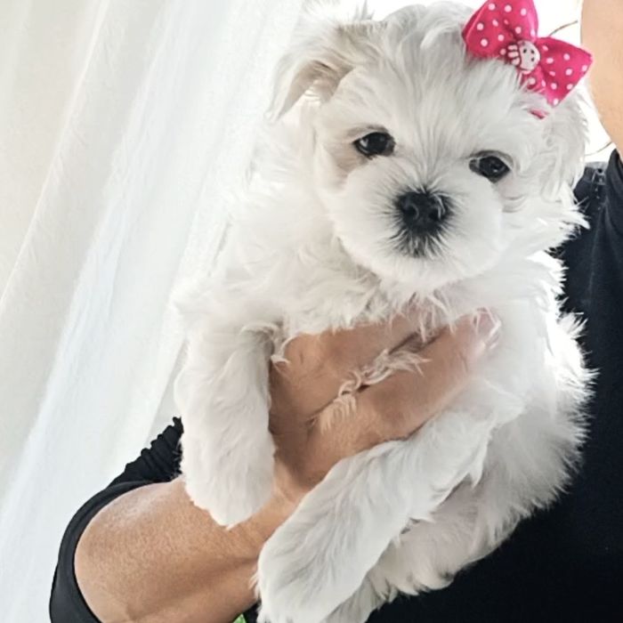 Reproduktor FCI Champion Polski malutki śliczny chlopiec Gdańsk Brzeźno • OLX.pl