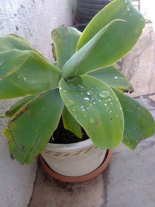 Planta Agave dragão attenuata Ramada E Caneças • OLX Portugal