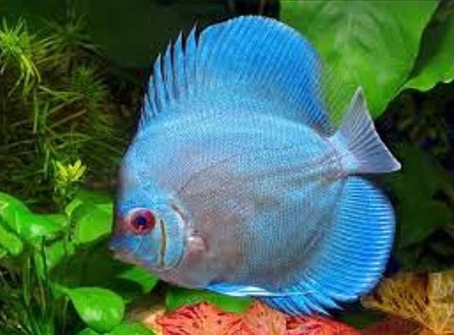 Paletka - Dyskowiec - BLUE DIAMOND - Symphysodon discus - IMPORT Łódź ...