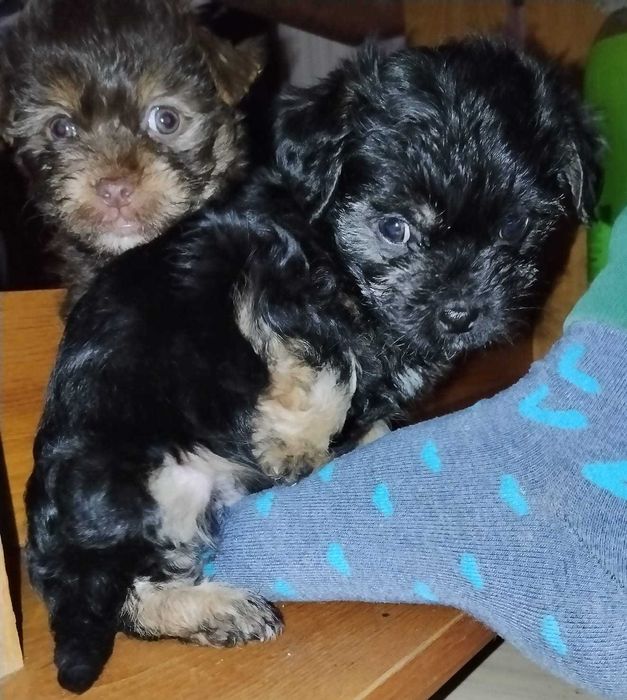 Pieski 2 msc po długowłosych rodzicach szukają domku Jarosław • OLX.pl