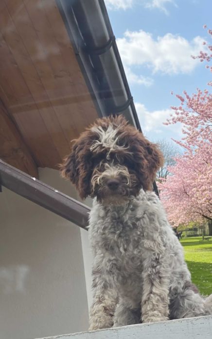 Lagotto romagnolo Jarosław • OLX.pl