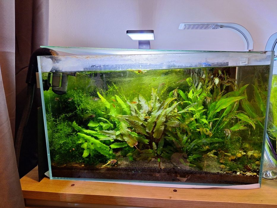 Aquario cerca de 65 litros e filtro fluval 205 Penha De França • OLX ...