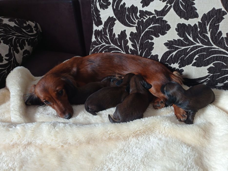 Jamnik długowłosy króliczy/miniaturowy Jelcz-Laskowice • OLX.pl