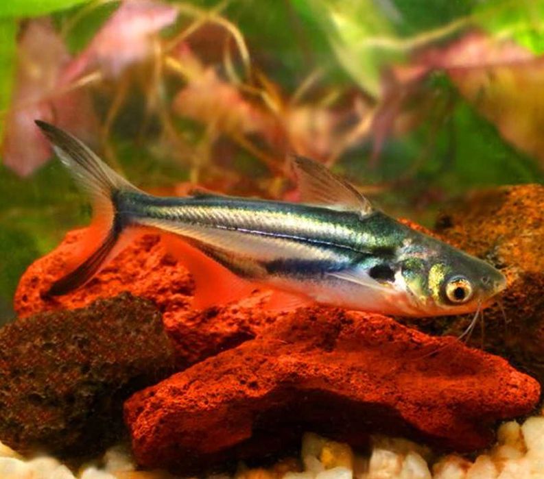 Sum rekini - Wielkook - Panga - Pangasianodon hypophthalmus - wysyłka ...