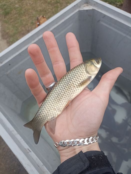 Karp Lin Amur Jesiotr Tołpyga Ostrów Mazowiecka • OLX.pl