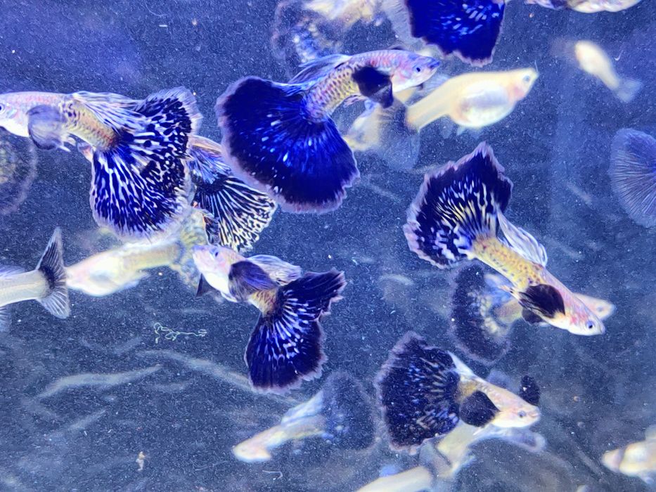 Gupik gupiki Purple dragon dumbo halfmoon Wąbrzeźno • OLX.pl