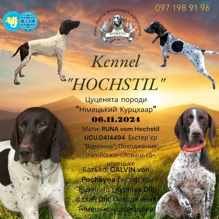 НІМЕЦЬКИЙ КУРЦХААР ЦУЦЕНЯТА документи FCI від розплідника "Hochstil": 15 000 грн. - Собаки Біла ...