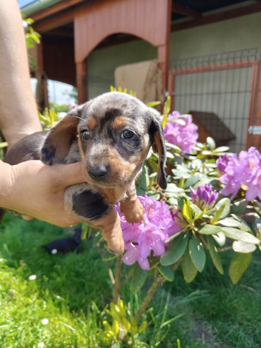 jamnik merle - Twój przyszły pies | OLX Zwierzęta