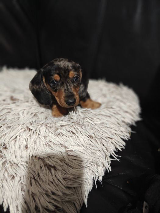 jamnik merle - Twój przyszły pies | OLX Zwierzęta