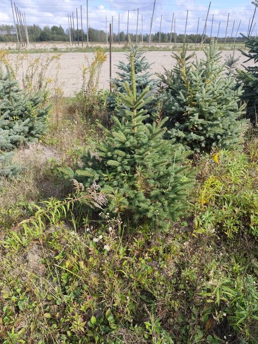 Choinki świerk srebrny, gałęzi na wiązanki stroiki pożywienie dla zwie ...