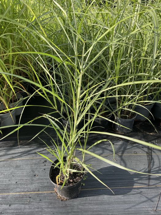 Miskant Chiński Gracilimus Zławieś Mała • OLX.pl