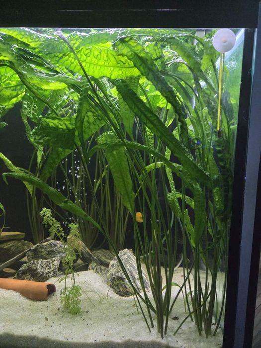 Cryptocoryne sadzonki nadmiar Nowa Wieś • OLX.pl
