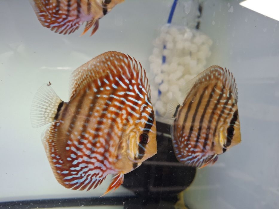 Dyskowce red turkus red map paletki Borucin • OLX.pl