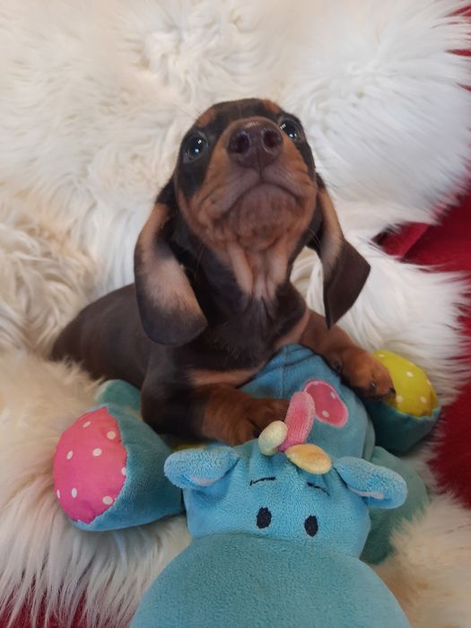 jamnik miniaturowy w Twojej okolicy? Sprawdź kategorię Zwierzęta