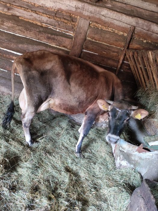 Krowa Jersey wysokocielna Strzelcowizna • OLX.pl