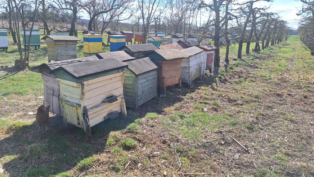 Ule Zwykłe Warszawskie 10 sztuk Budy Ciepielińskie • OLX.pl