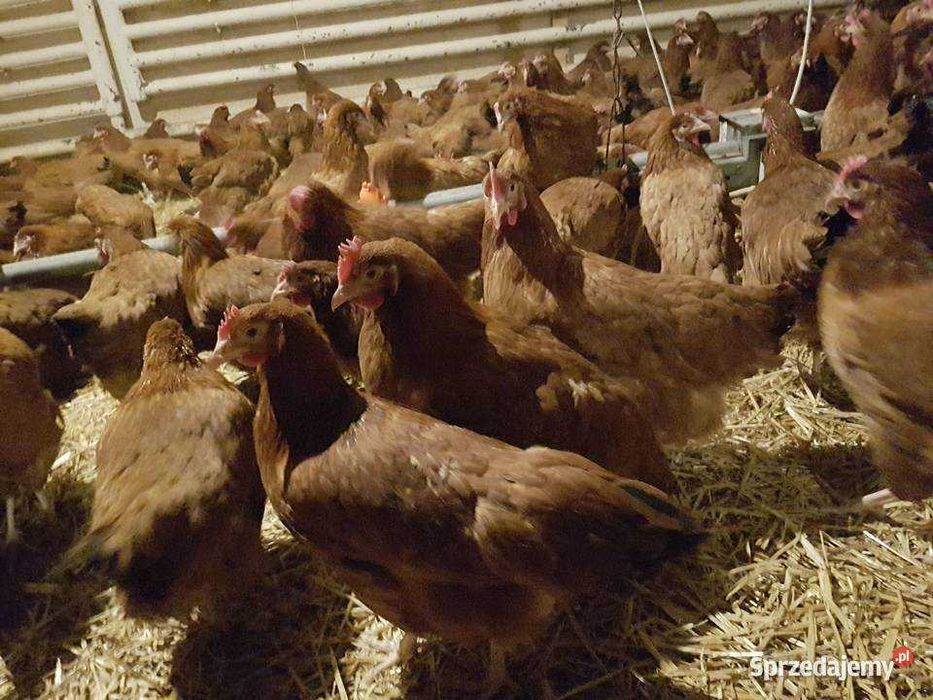 KURKI KOLOROWE MŁODE KURY nioski z jajkiem Rosa Lekhorn Kartuzy • OLX.pl