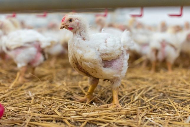 Dla Ciebie wszystko - brojlery - w kategorii Drób