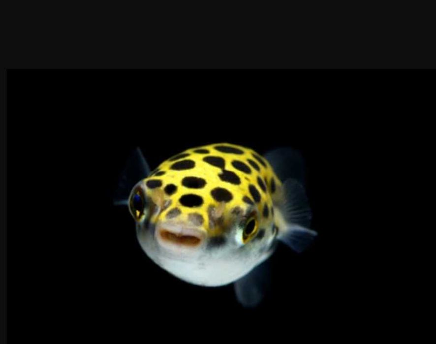 Kolcobrzuch zielony - Tetraodon nigroviridis - Nadymka - dowóz wysyłka ...