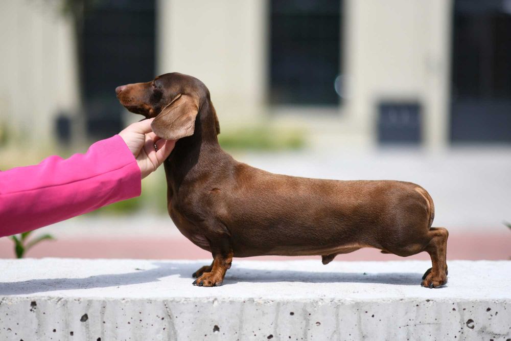 Jamnik krótkowłosy króliczy Łódź Widzew • OLX.pl