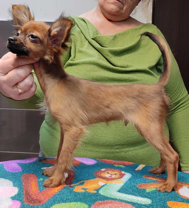 Toy rosyjski długowłosy Legionowo • OLX.pl