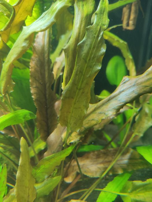 Cryptocoryne wendti Red. Kryptokoryna czerwona. Roślina do akwarium ...