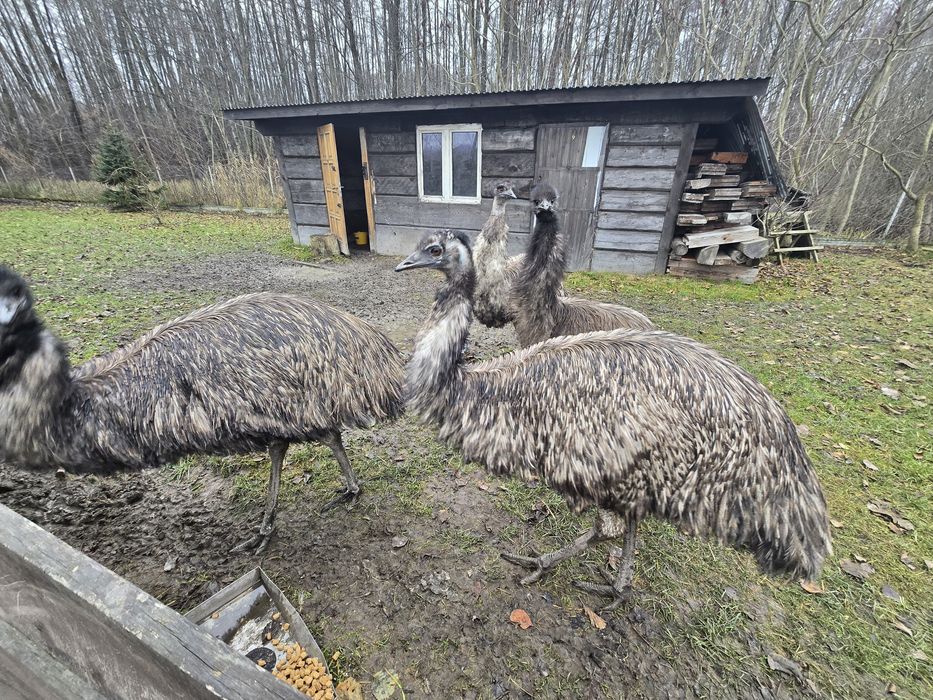 strusie - ptaki na sprzedaż, do adopcji | OLX Zwierzęta