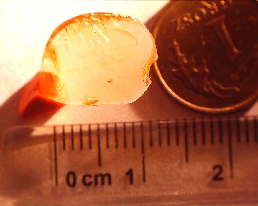 Bursztyn inkluzja OSA błonkówka Mymarommatoidea Samica wymarła Pułtusk ...
