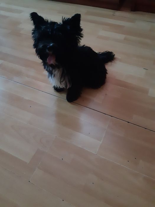 York black odchowany Puławy • OLX.pl