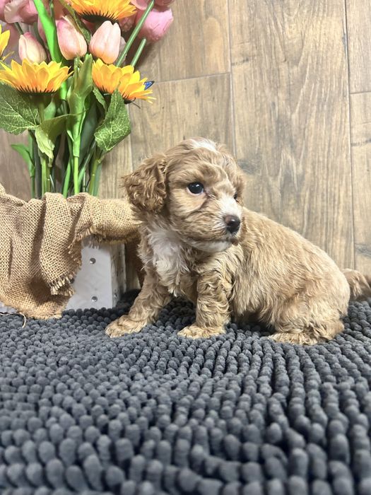 Cavapoo f1b pies Starogard Gdański • OLX.pl