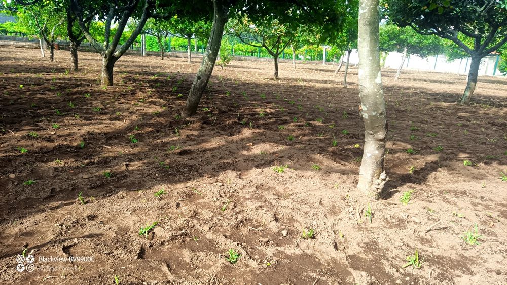 Relva escalracho c/entrega ou envio Lamelas E Guimarei • OLX Portugal