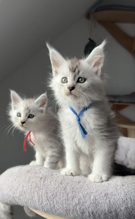 Zarezerwowany-Przepiekny srebrny terapeuta Kocurek Maine coon FPL Mosty ...