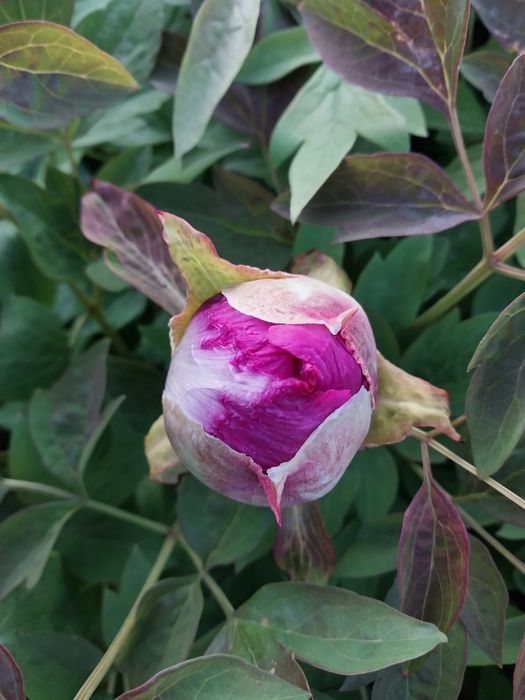 Продається піон деревовидний 200 грн білий рожевий бузковий 4 річний 200 грн Сад город