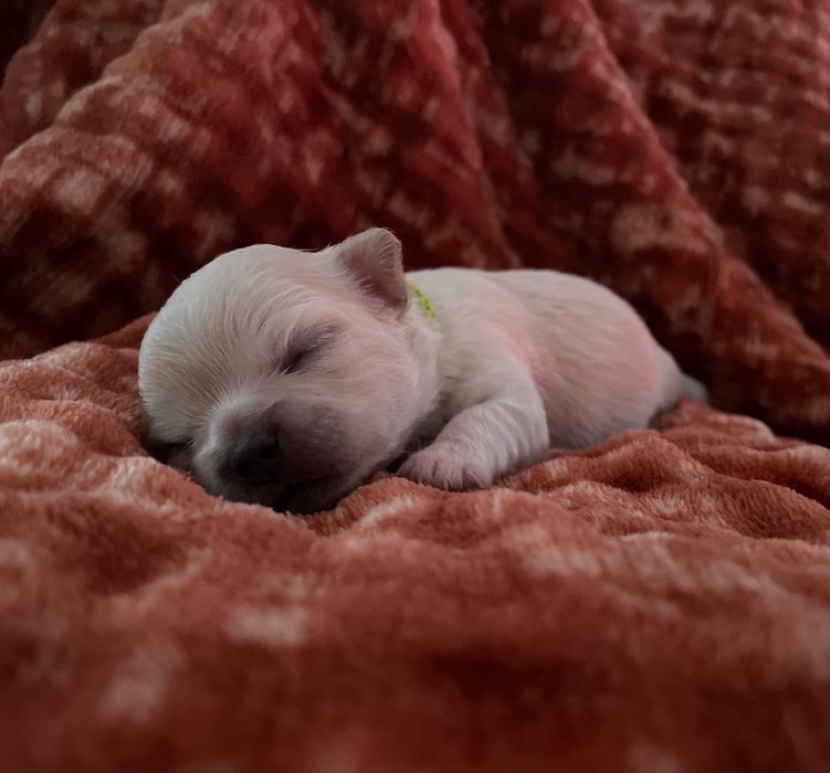 Chihuahua długowłosa***ZKwP/FCI*** Piekary Śląskie • OLX.pl