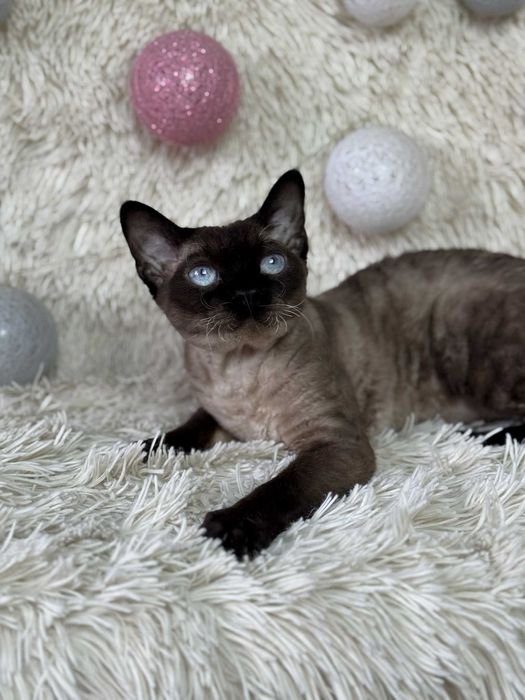 Devon Rex Reproduktor FPL Lublin • OLX.pl