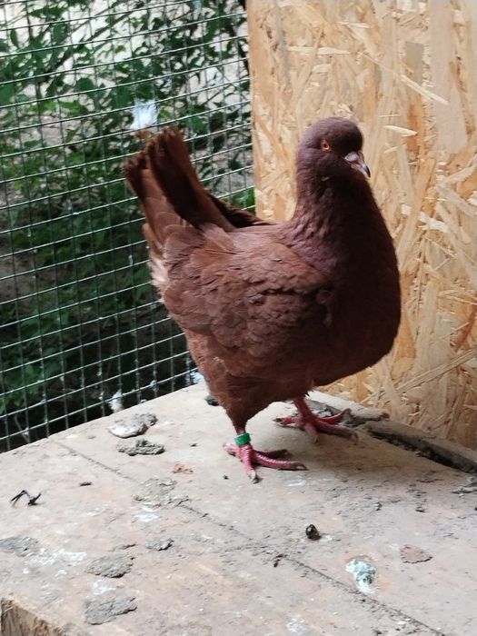 King samica, Kingi Czerników Karski • OLX.pl