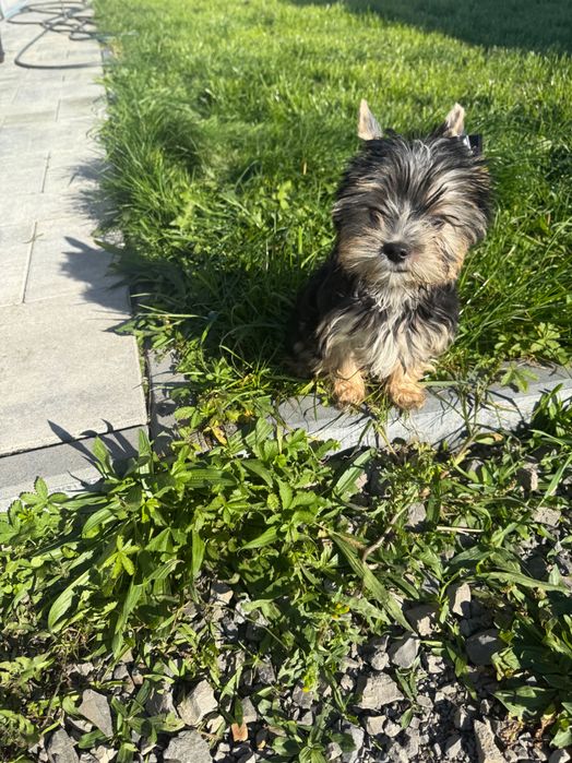 York miniaturka - psy na sprzedaż - szczeniaki z rodowodem | OLX