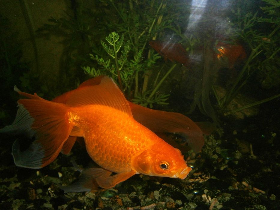 Аквариум рыбки растения: 10 грн. - Аквариумистика Одесса на Olx