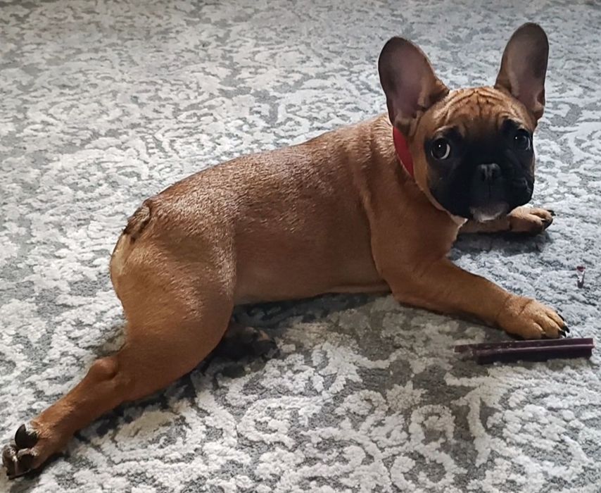 Дівчинка французький бульдог КСУ/ Щенки французского бульдога КСУ FCI: 18 000 грн. - Собаки ...