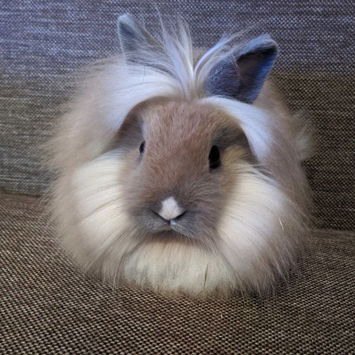 Królik lew, króliczki ozdobne, domowe Olkusz • OLX.pl