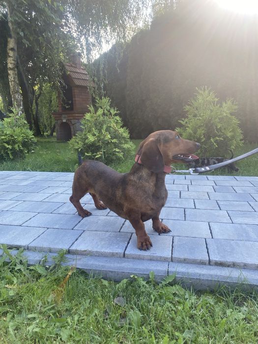 Jamnik miniaturowy krotkowlosy Świebodzin • OLX.pl