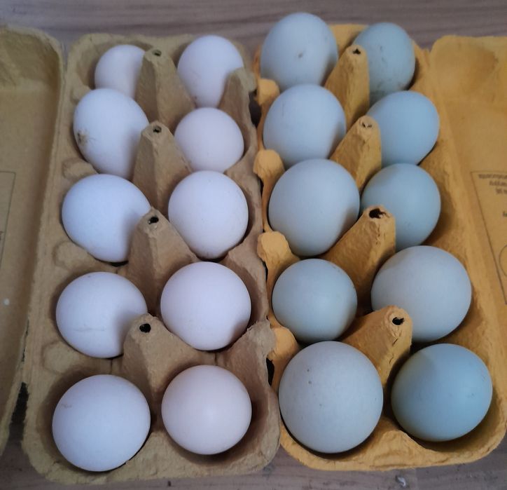 Kurczaki kury ozdobne nioska jajka Jaja lęgowe czubatka silka perliki ...