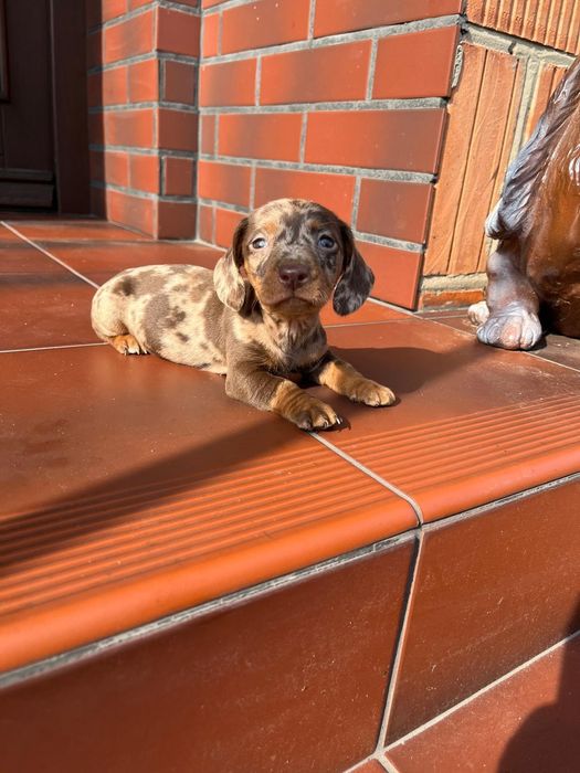 Jamnik miniaturowy choco merle Leszno • OLX.pl