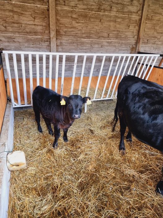 Sprzedam krowa rasy dexter mini krowa Kramsk • OLX.pl