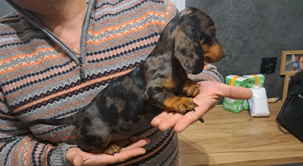 Jamnik miniaturowy merle Suchy Grunt • OLX.pl