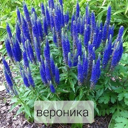Многолетние цветы ( семена ) , багаторічні квіти насіння: 50 грн. - Сад ...