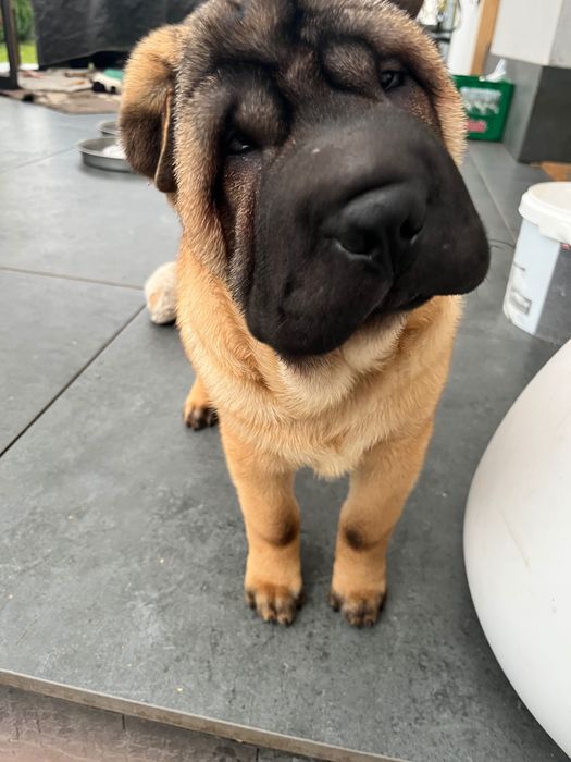 Shar Pei Związek Kynologiczny w Polsce FCI Polska Nowa Wieś • OLX.pl
