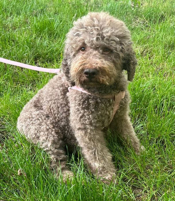 Urocza suczka Lagotto Romagnolo ciemny brązowy deresz do odbioru Rudniczek • OLX.pl