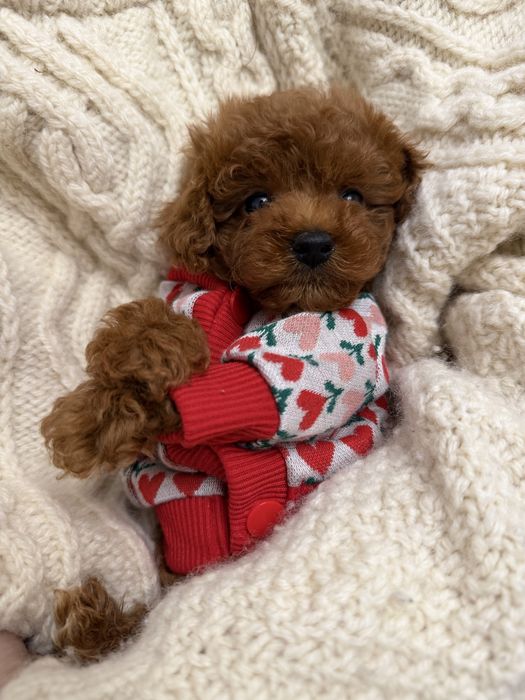 Aktualne. Mini chiński toy pudel piesek Łódź Bałuty • OLX.pl